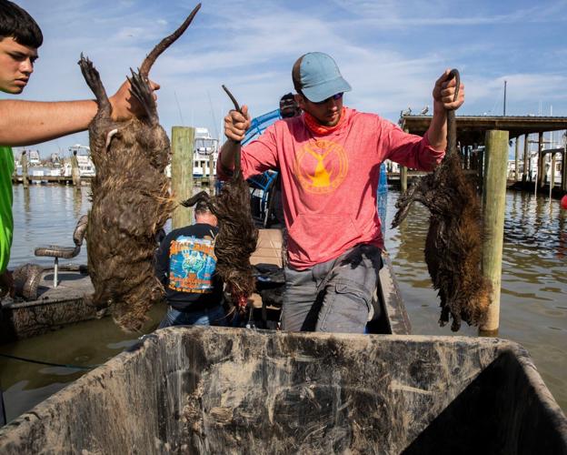 As marshes die, nutria chew into Louisiana's cypress swamps ...