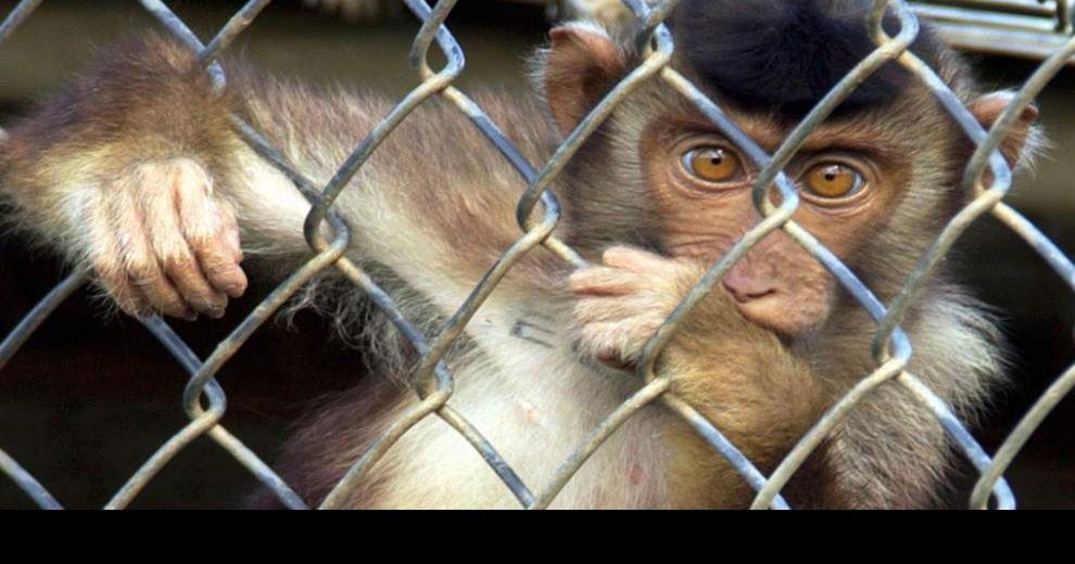 USA Today: Deadly bacteria release sparks concern at Tulane Primate ...