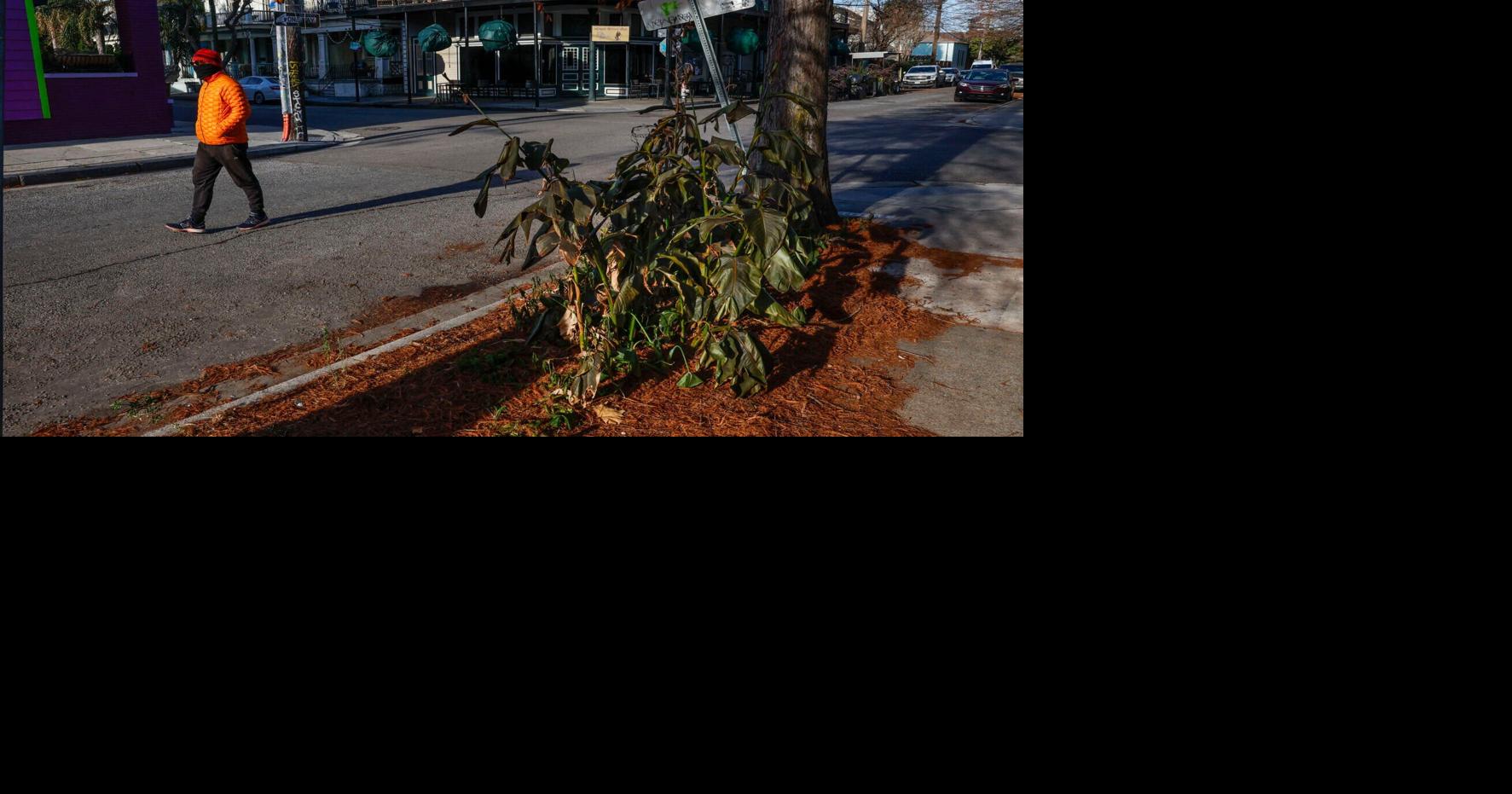 What does arctic cold mean for climate change in Louisiana ...