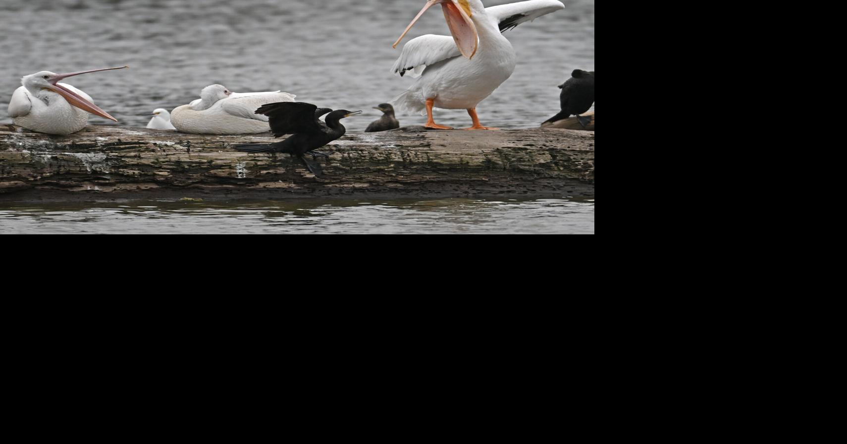 Photos: Squadrons of American White Pelicans arrive in Baton Rouge ...