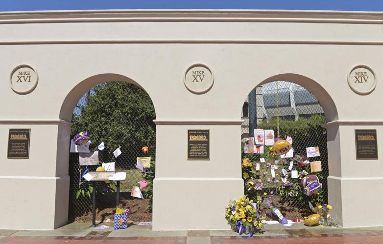 Meet Mike VII? LSU's prospective new tiger is on campus, school says ...