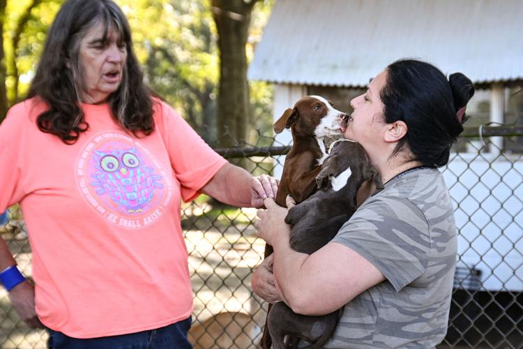 The only St. Helena Parish animal shelter seeks donations | News ...