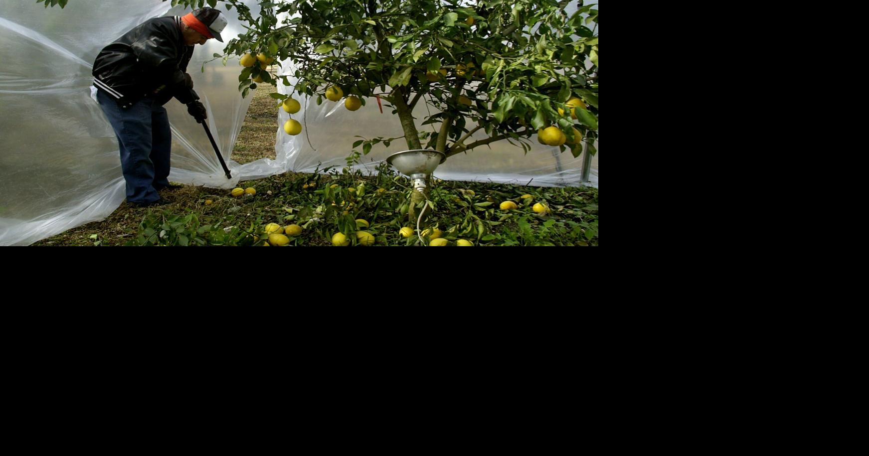 Citrus and palms should be OK after the cold | Entertainment/Life ...