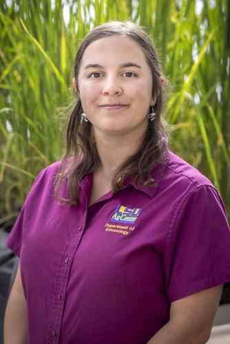 LSU Agcenter scientist trying to bring back fireflies | Entertainment ...
