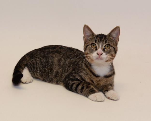 Cats available through Cat Haven of Greater Baton Rouge on Nov. 22 ...