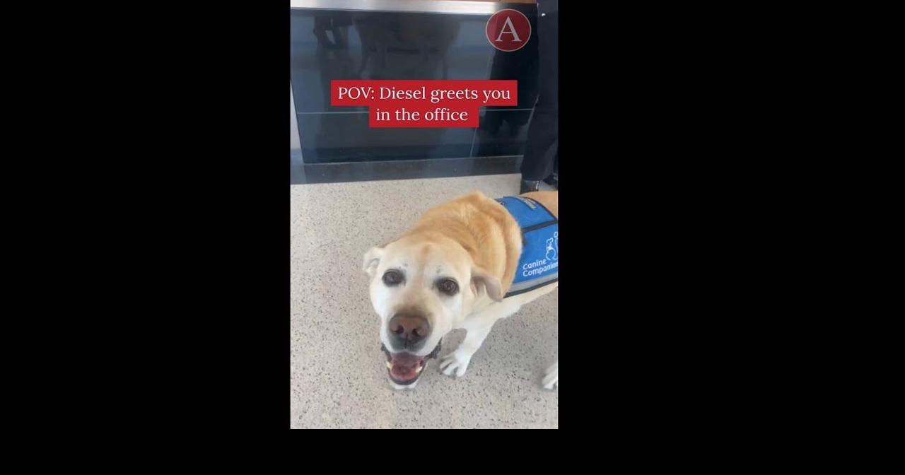 Meet Diesel the dog, a comforting paw behind the Baton Rouge court ...