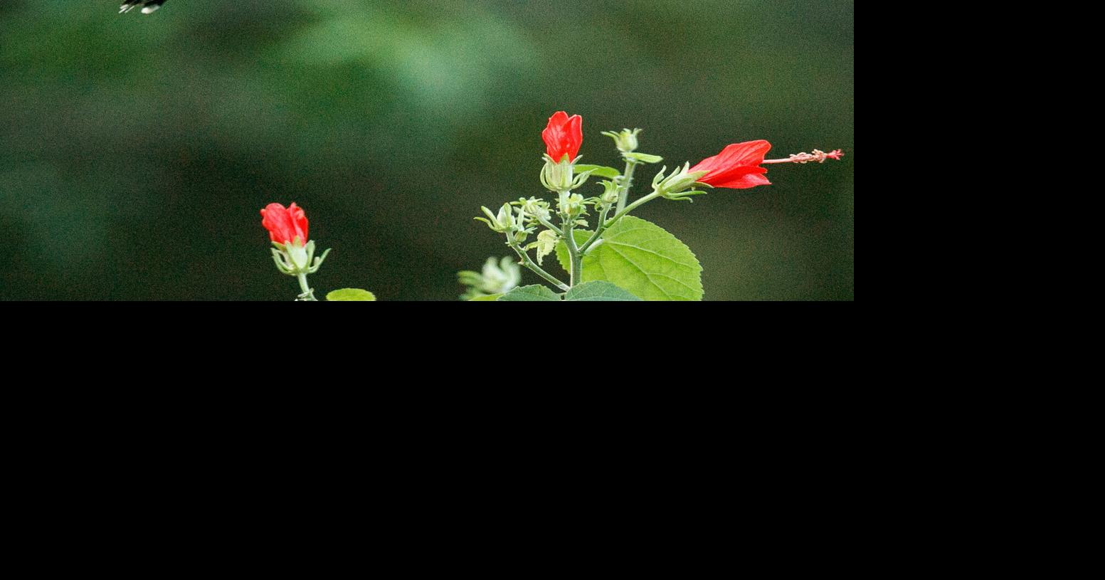 no.hummingbird.adv.6 | | theadvocate.com