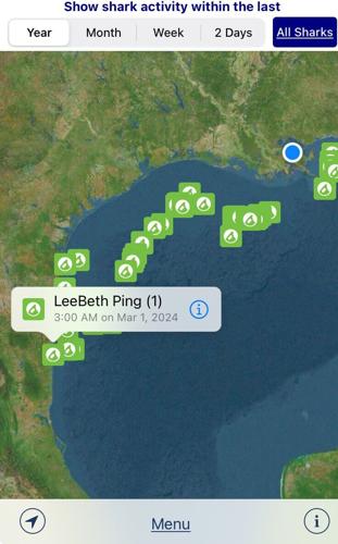 Why great white sharks appear in Gulf of Mexico near NOLA | Environment ...