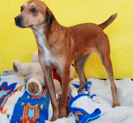 Pen Pals to feature dogs at Angola Prison Rodeo on Sundays | East ...