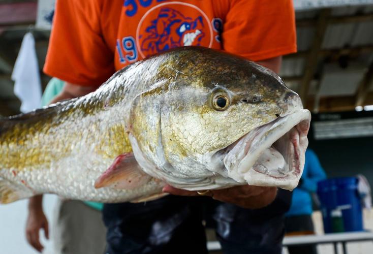 Louisiana may make first change to redfish rules in decades ...