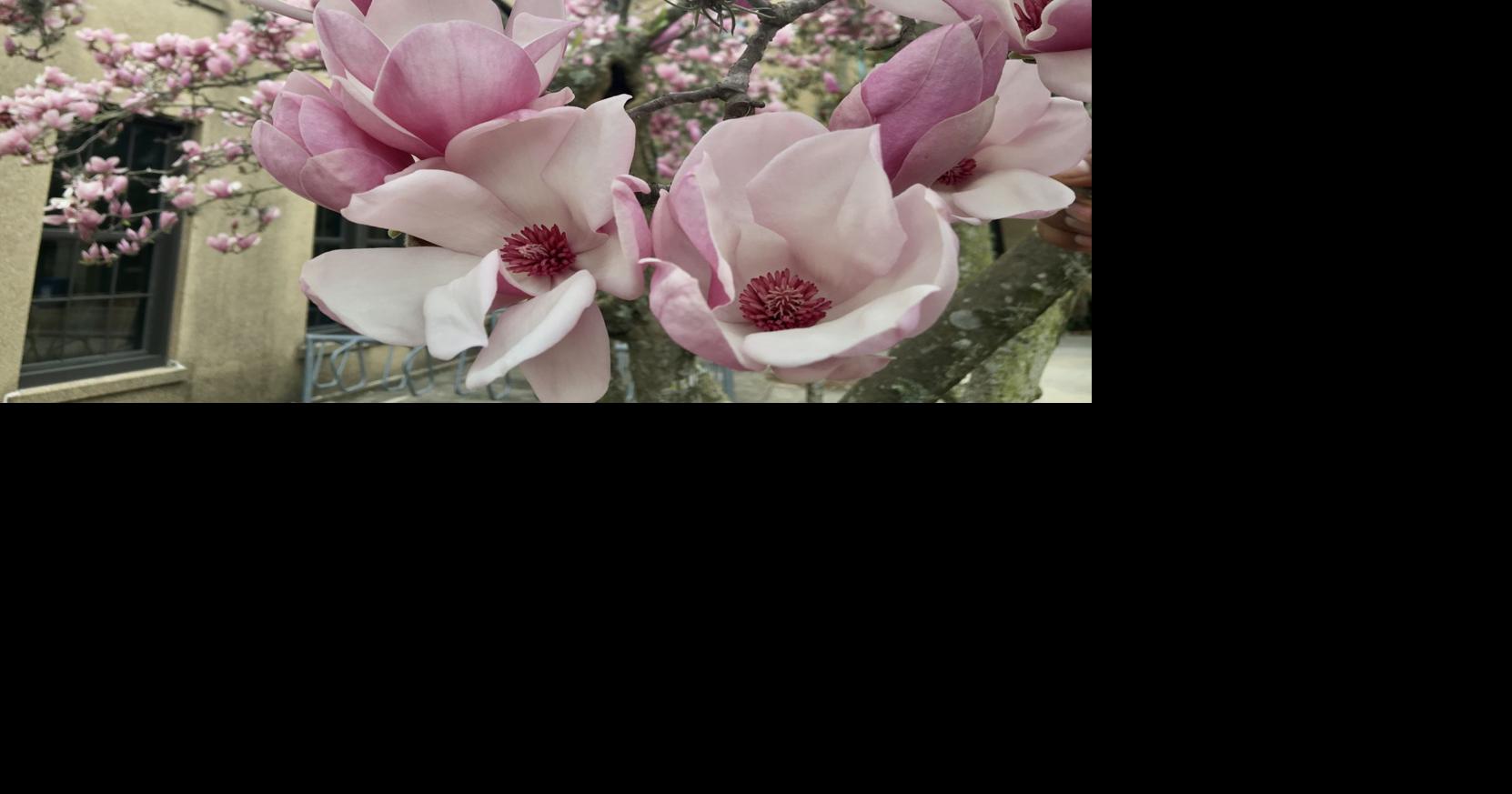 Garden News: Beautiful Japanese magnolias are in bloom, and you can ...