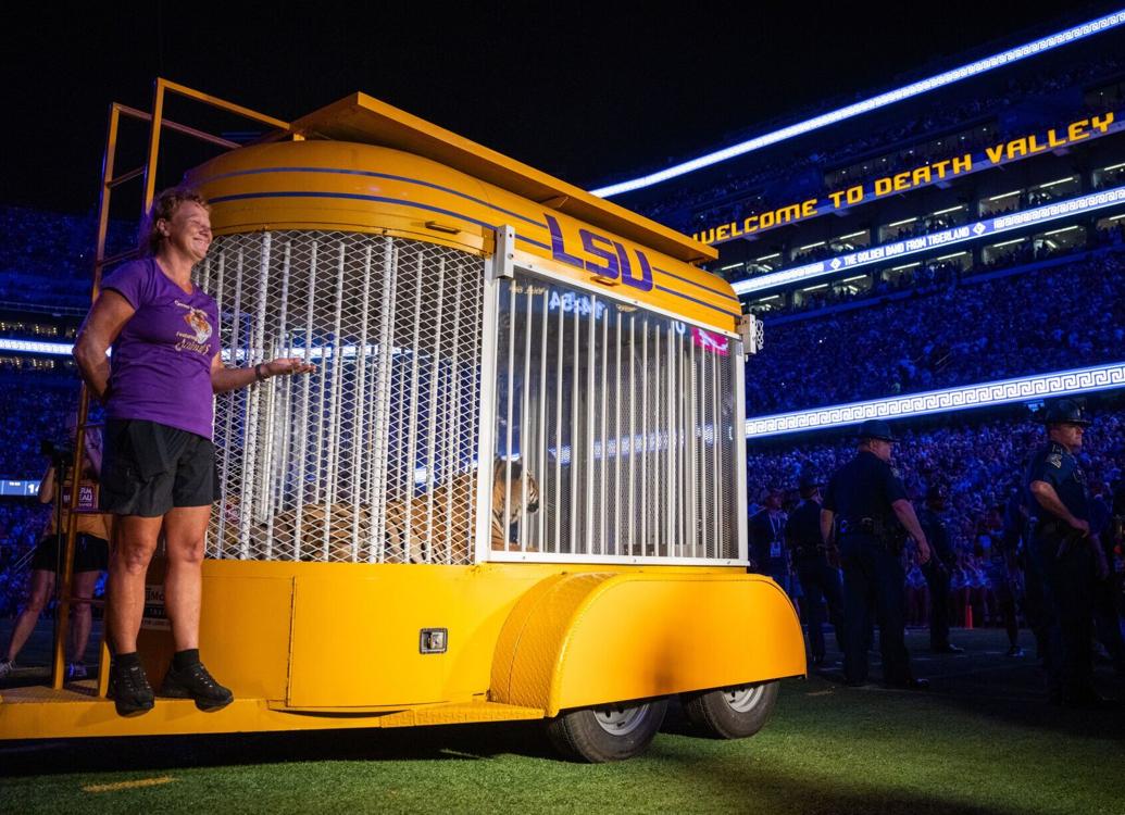 Photos: Omar the Tiger at Tiger Stadium for LSU's game against Bama ...