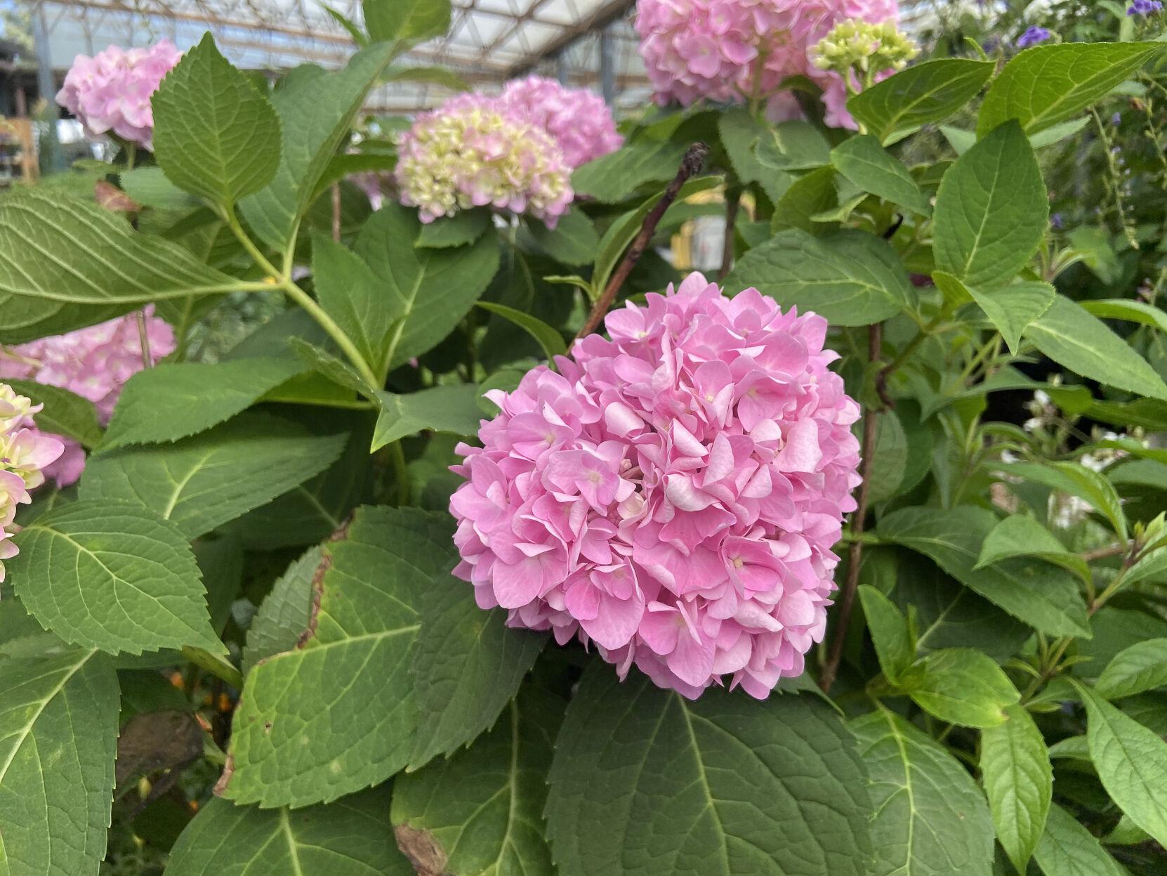 big leaf panicle hydrangea