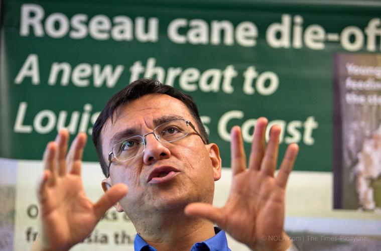 Help Louisiana scientists track spread of wetland-killing bug ...