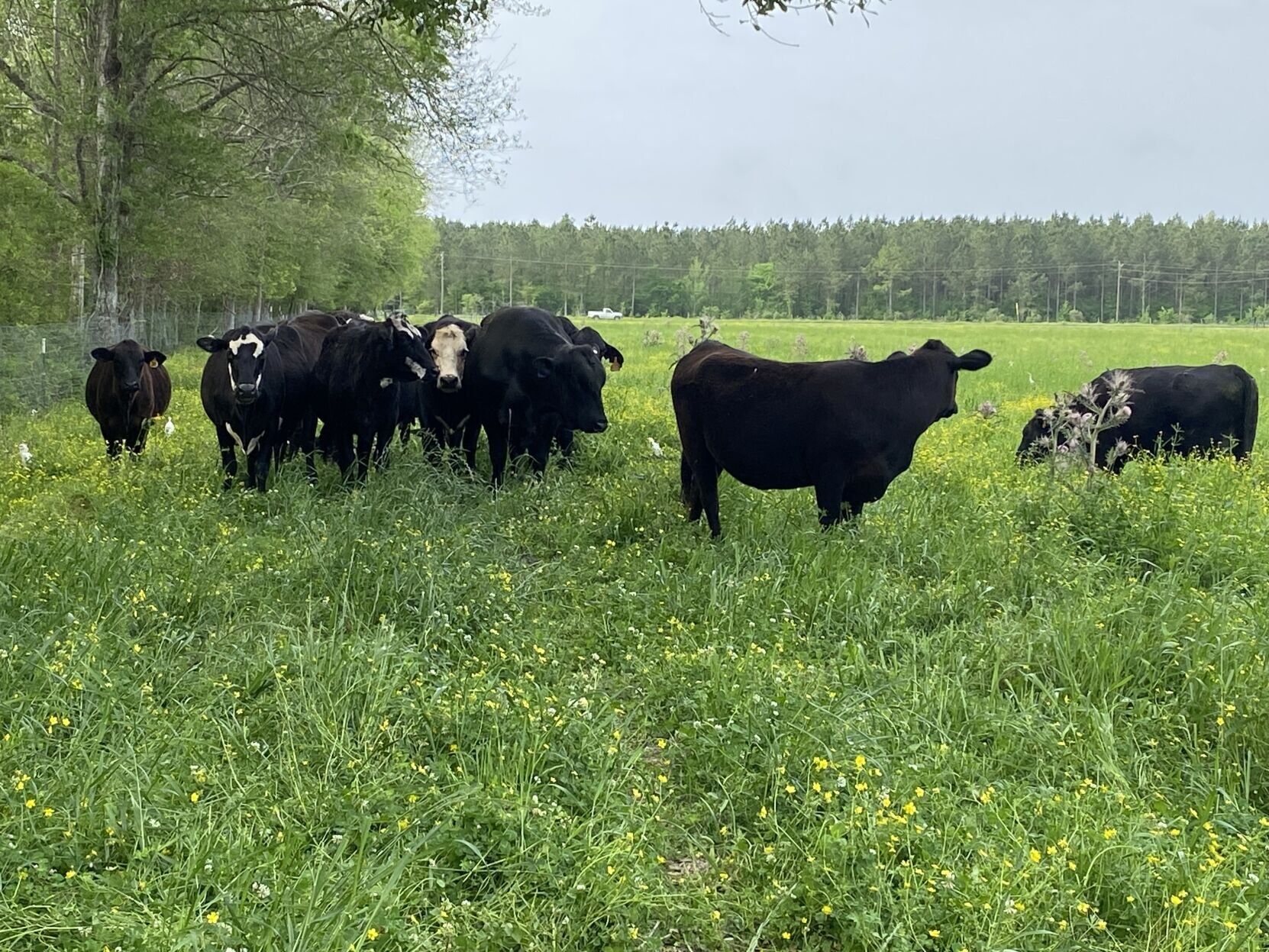 Parasite found Texas pose risk for Louisiana cattle ranches | Business ...