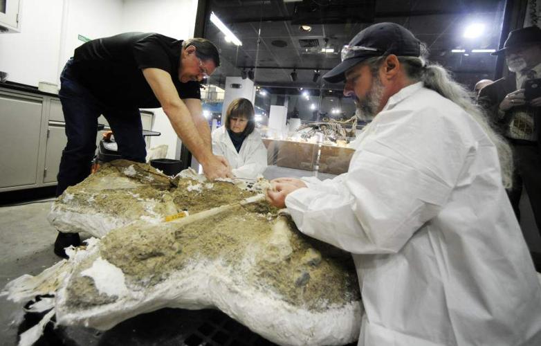 14-foot camel? Lafayette museum receiving replica of one based on 7 ...