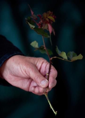 Five steps for propagating roses from cuttings | Home Garden ...