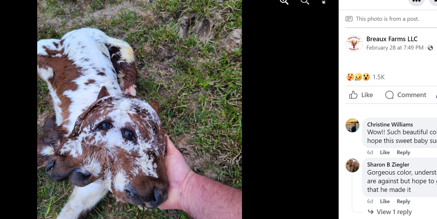 two headed cow documentary