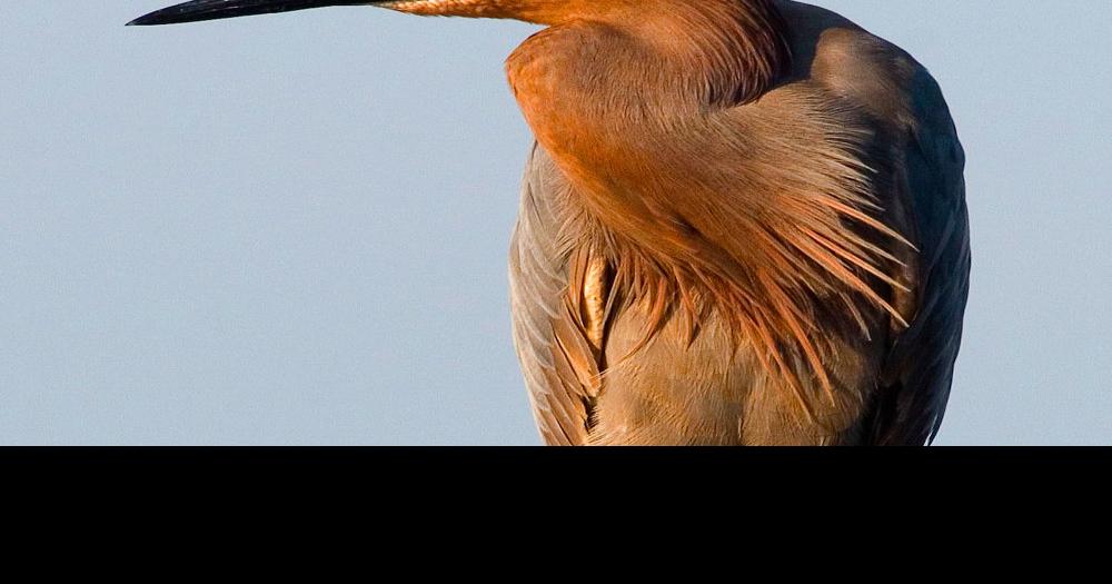 Mississippi River diversion project will protect critical bird habitats ...