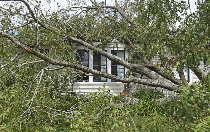 LSU Garden News: How to deal with damaged trees after a storm | Home ...