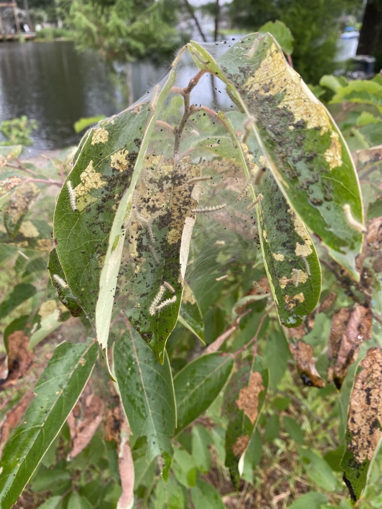 6 things to know about fall webworms | Home/Garden | theadvocate.com