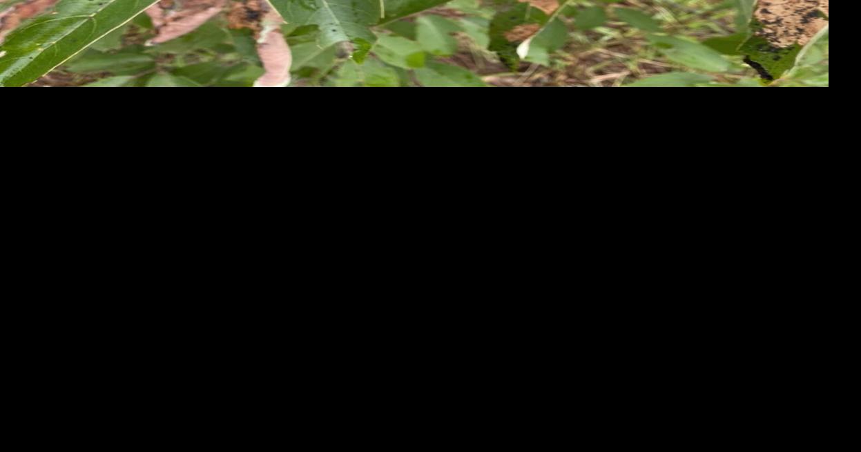 6 things to know about fall webworms | Home/Garden | theadvocate.com