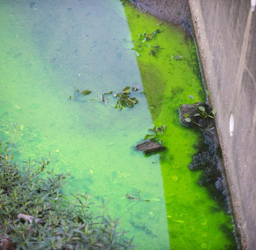 Don't worry if you see a fluorescent green coulee; it's part of routine ...
