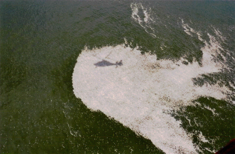 Pogy boats face backlash as reports show massive fish spills ...