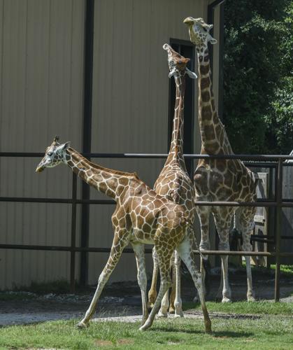 Photos: World Giraffe Day | Photos | theadvocate.com