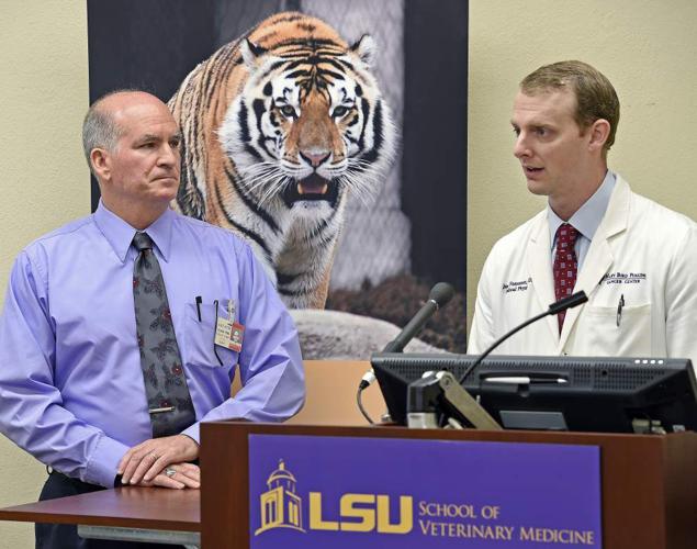 LSU's Mike the Tiger faces 'very serious, complex and life threatening ...