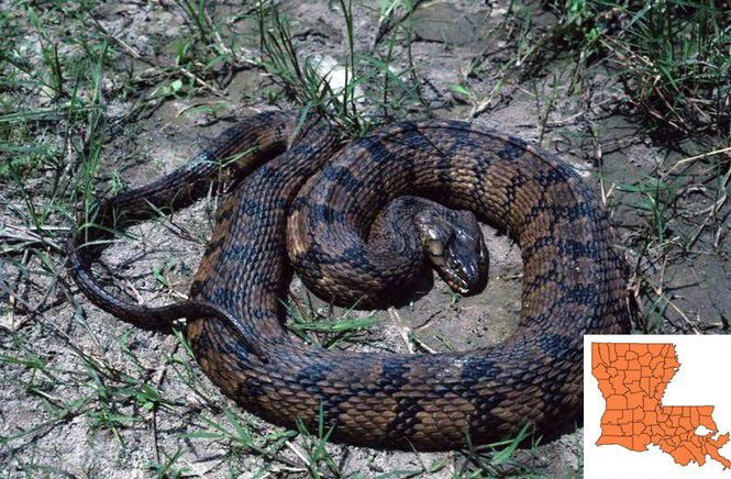 Snakes of Louisiana: 46 of the state's slithery species | Louisiana ...
