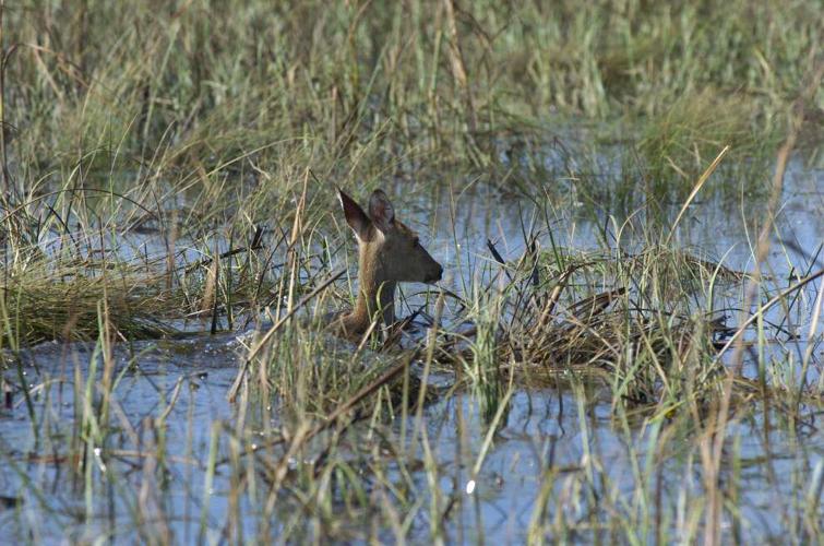 A smaller Cameron Parish emerges 10 years after Hurricane Rita’s ...