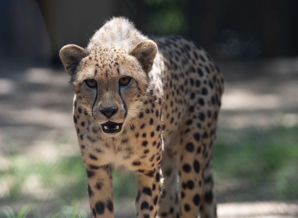 cheetah close encounter