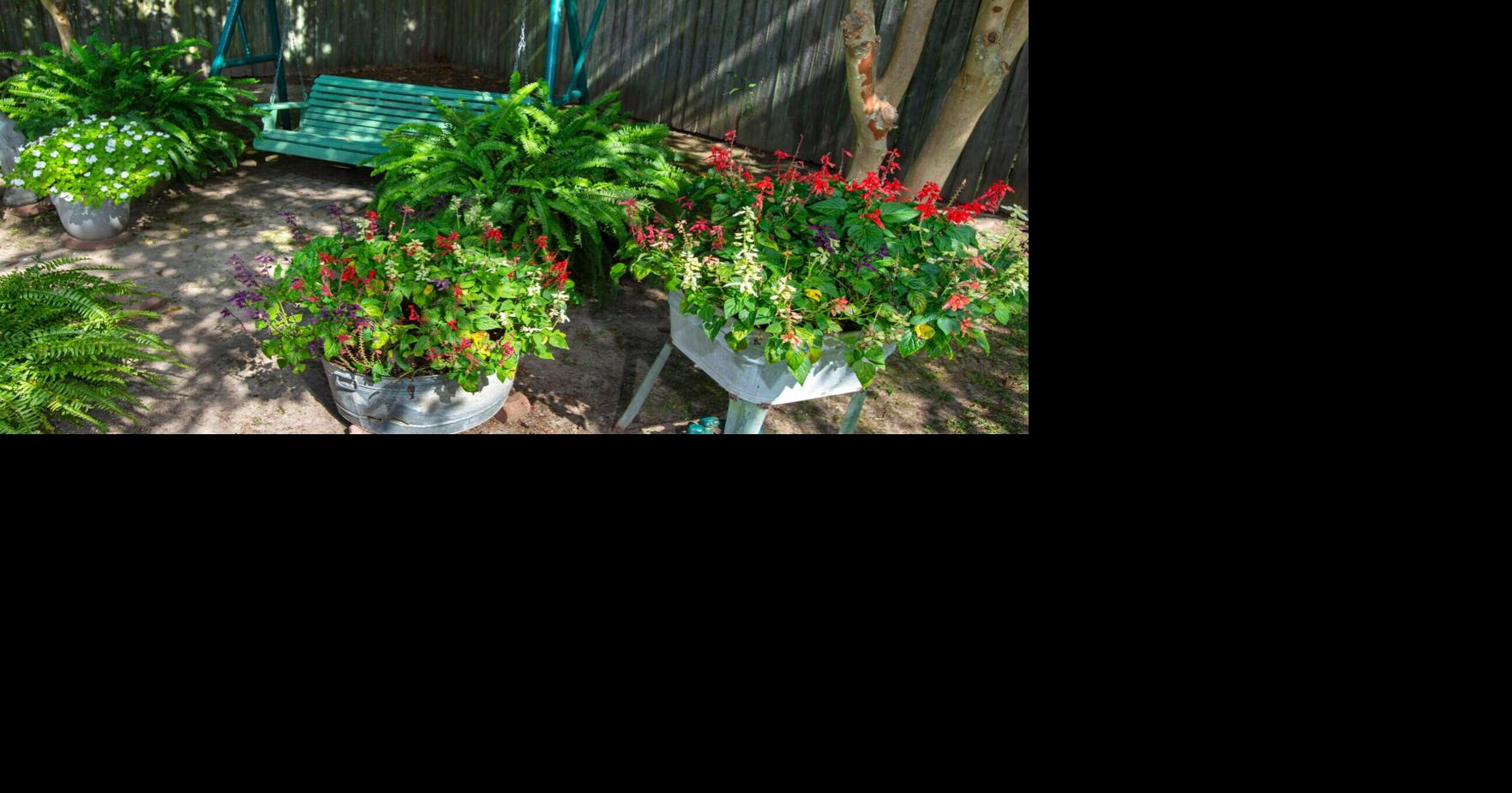 Plants may get 'second wind' before fall comes in November ...