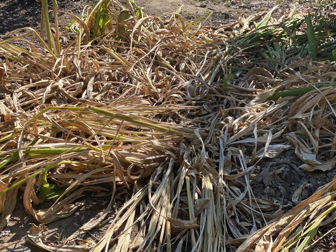 Drought stress in trees: what to do about it | Entertainment/Life ...