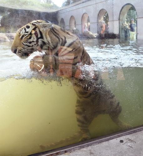 Photos: First look at LSU's newest live tiger mascot, Mike VII! | LSU ...