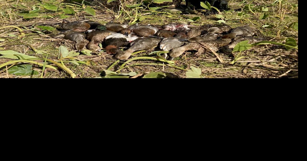 Duck season more bust than boom; storms responsible for habitat ...