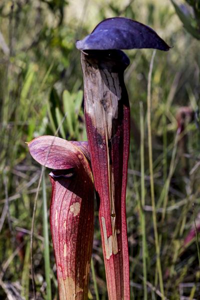 Baton Rouge Plant Society Jamboree is on Saturday | News | theadvocate.com