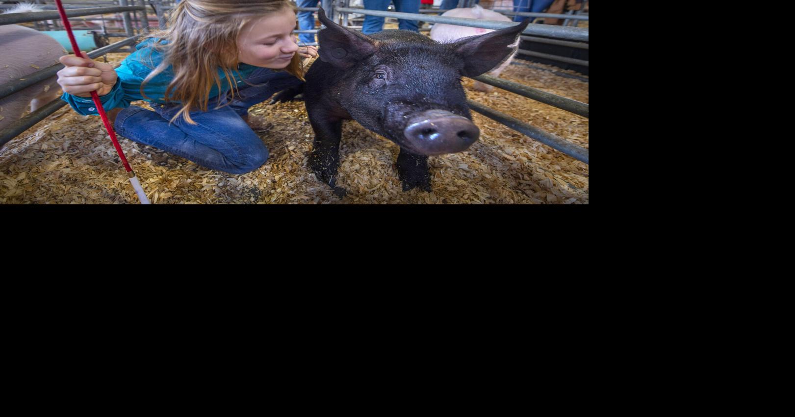 East and West Feliciana parishes to host separate livestock shows for ...