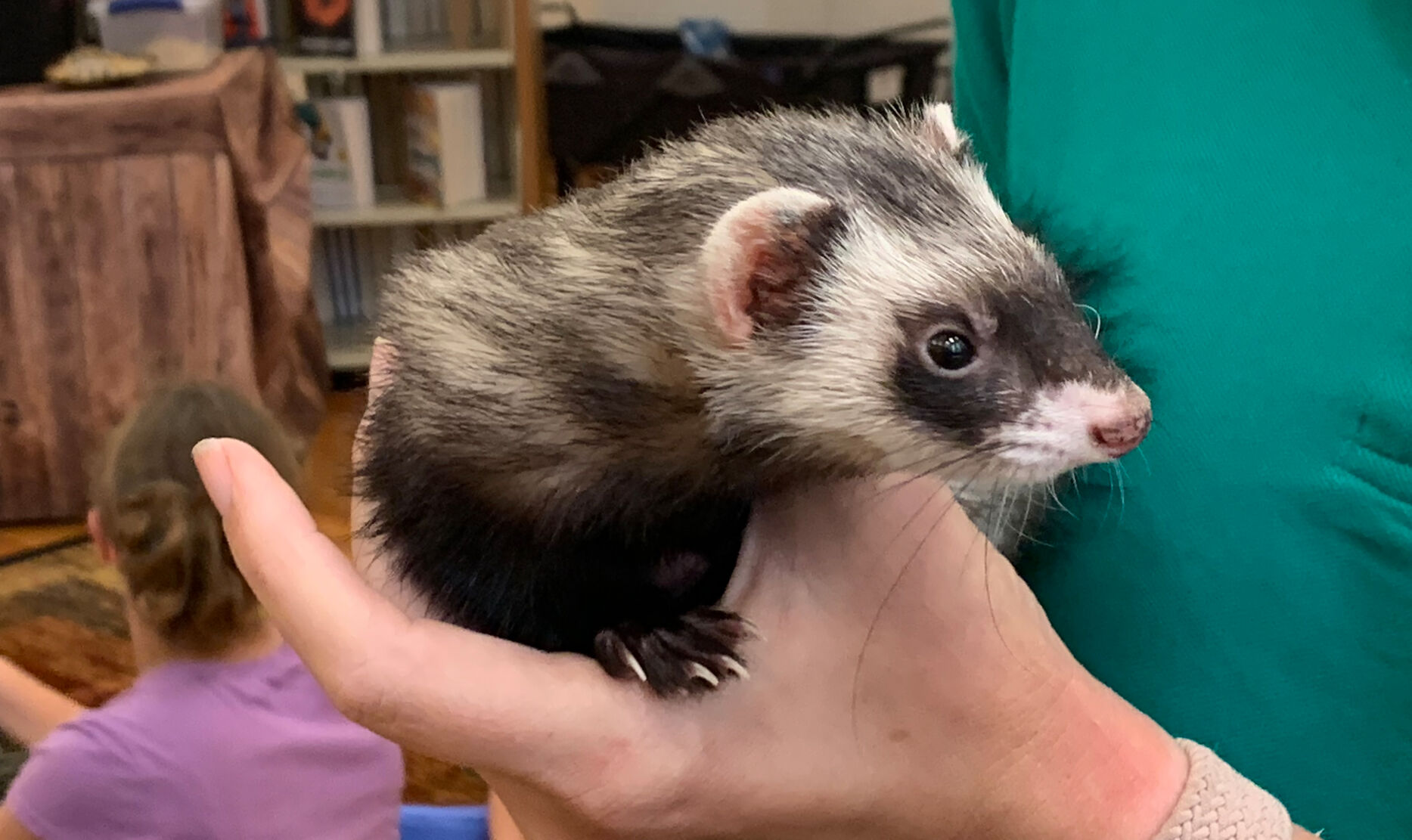 Petting the animals a part of Nature on the Geaux visits at Audubon ...
