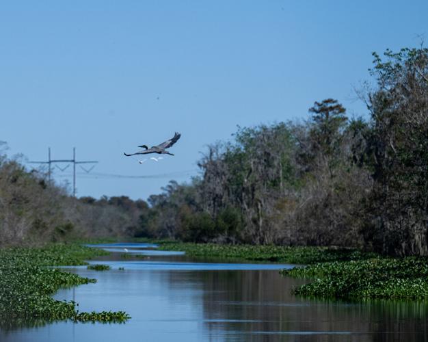 Dying Louisiana swamp to be revived with unique project | Environment | theadvocate.com