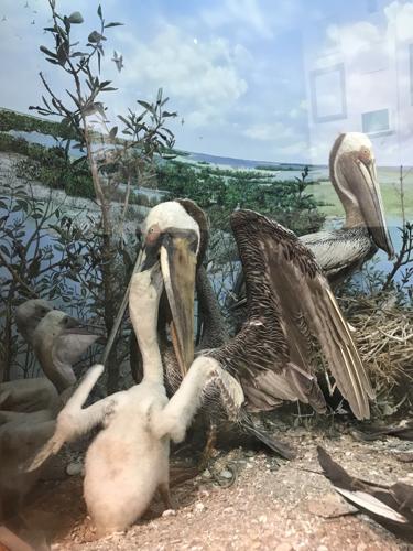 Hi-tech merges with charming past in LSU Museum of Natural Science ...