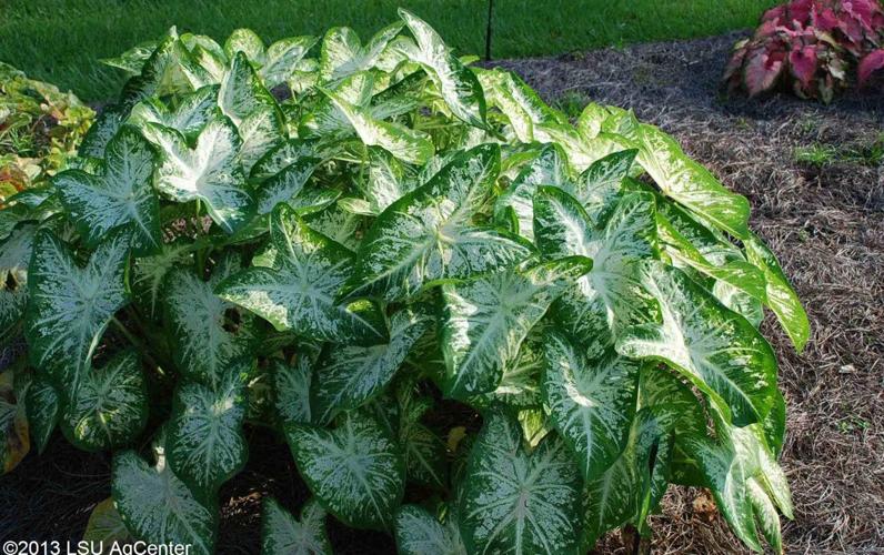 Digging In: Caladiums jazz up summer gardens | Home Garden ...