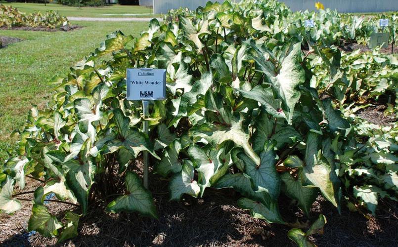 Digging In: Caladiums jazz up summer gardens | Home Garden ...