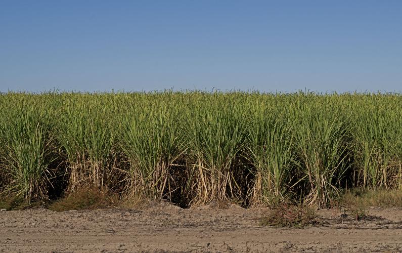 Louisiana wants to protect sugar tradition in the Farm Bill | State ...