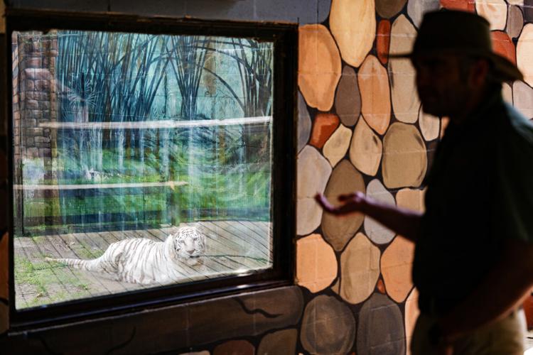 Jolie, Zoosiana's 'magnetic' white tiger, has died at 19 | News ...