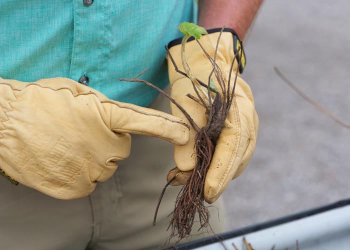 Plant strawberries now for spring harvest | Home/Garden | theadvocate.com