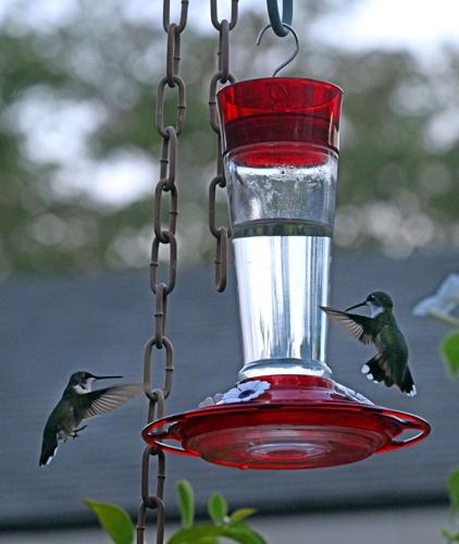 Hummingbirds swarm Louisiana yard in hummingbird migration ...