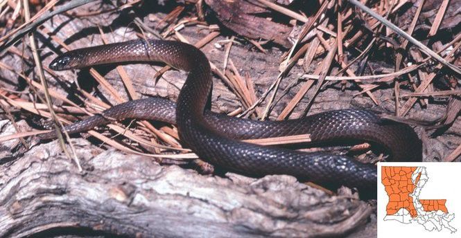 Snakes of Louisiana: 46 of the state's slithery species | Louisiana ...