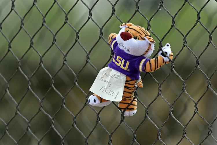 Arkansas mascot sends flowers, card to LSU's Mike VI | LSU ...